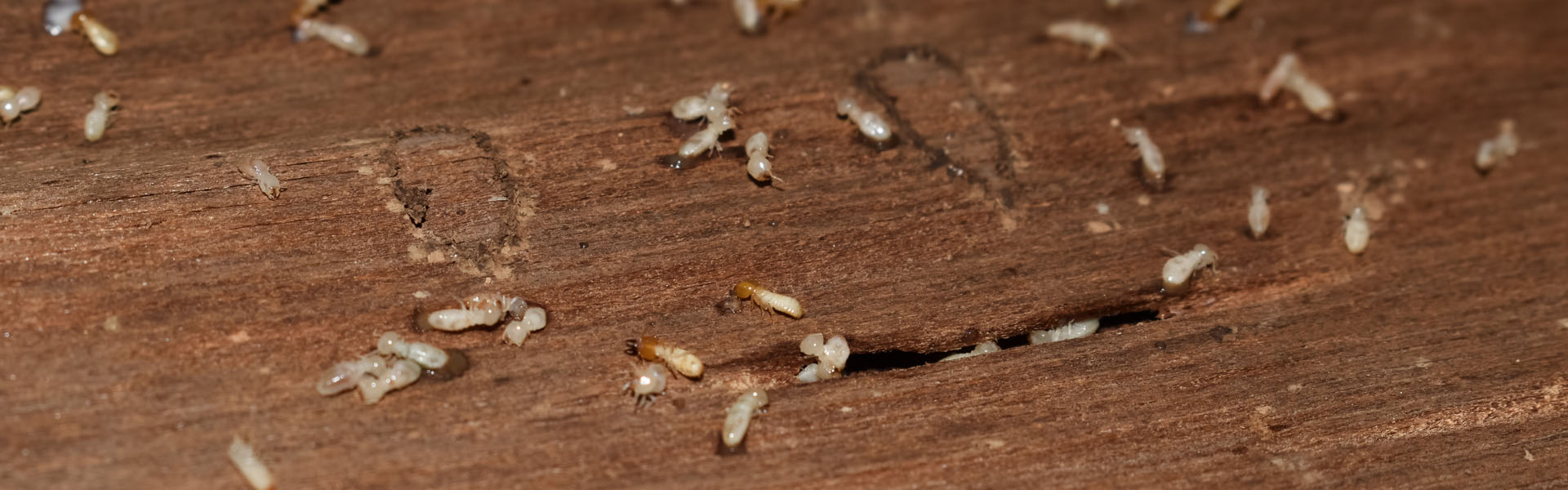 Trelona Termite Baiting Systems | Myrtle Beach, & Charleston