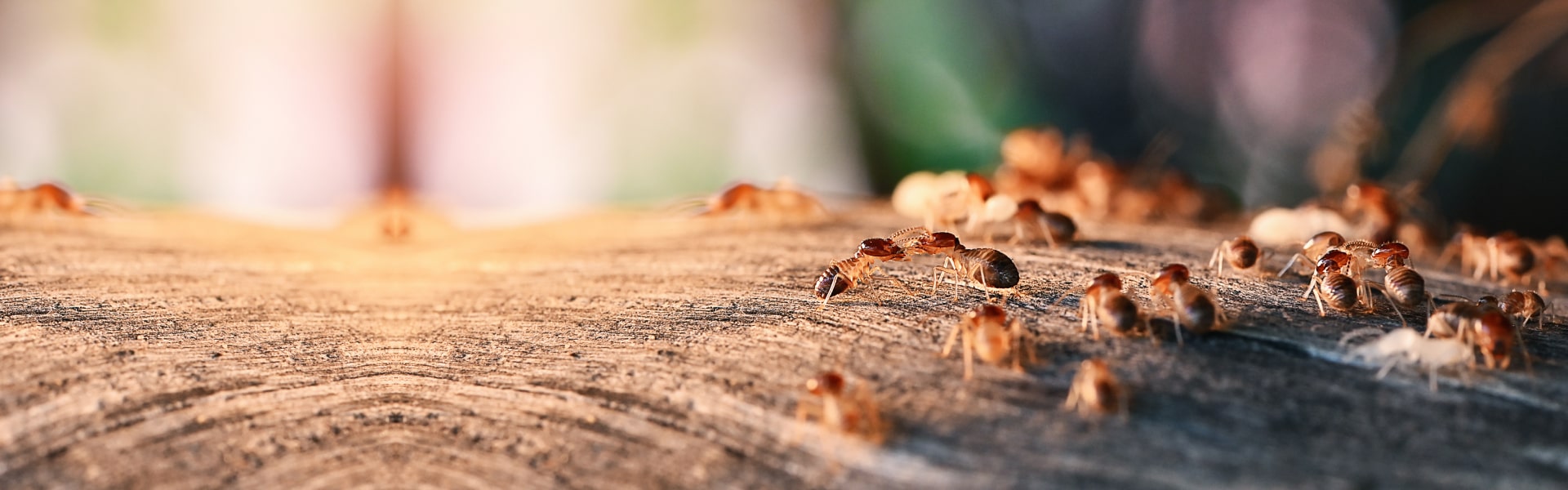 South Carolina Termite Control | Myrtle Beach, Charleston, Columbia